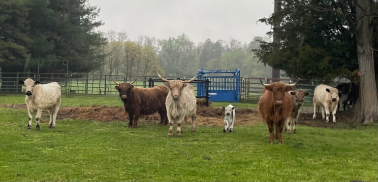 Hoffner Hill Farm LLC - IMCBR Mini Cattle Breeder Directory
