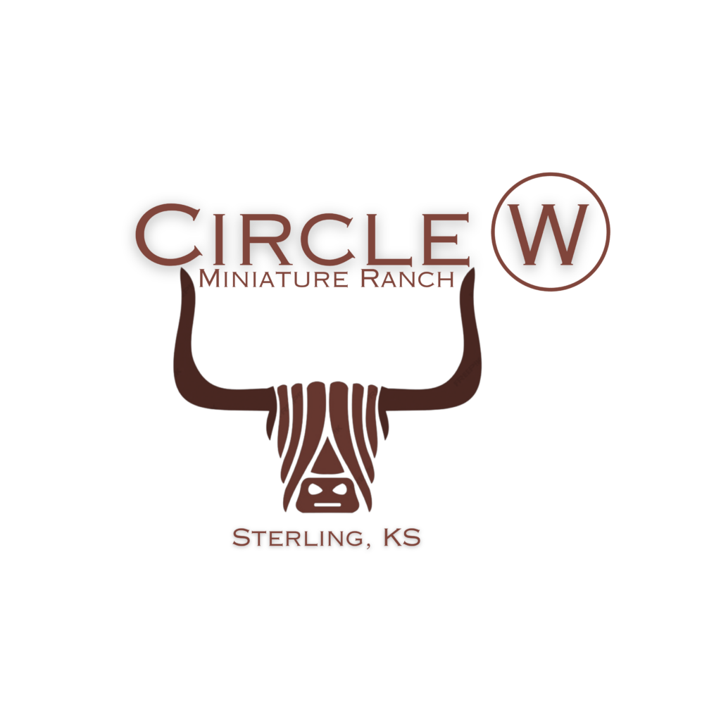 Circle W Miniature Ranch - IMCBR Mini Cattle Breeder Directory