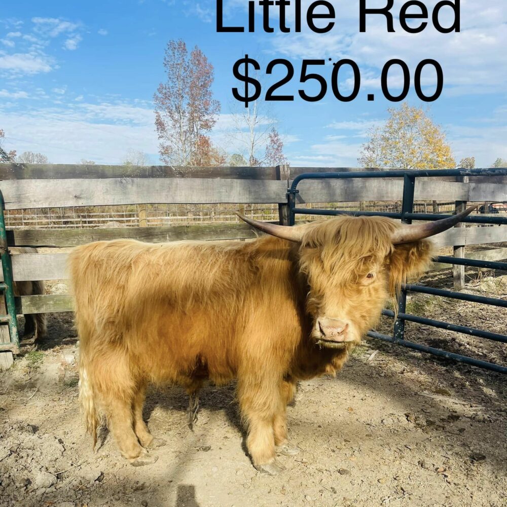 IMCBR Marketplace – Buy and Sell Mini Cattle