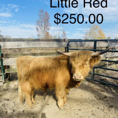 IMCBR Marketplace – Buy and Sell Mini Cattle