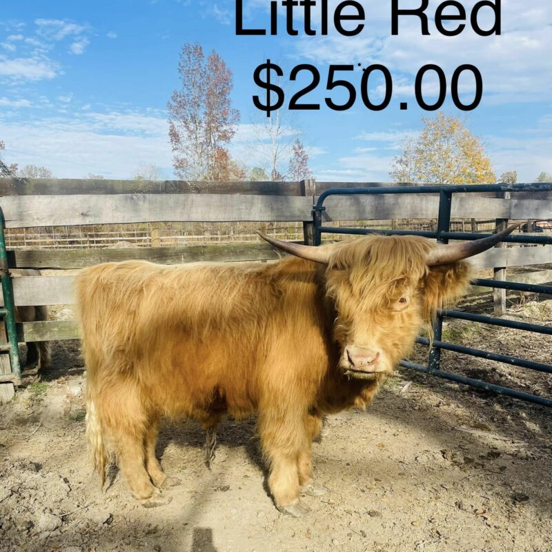 IMCBR Marketplace – Buy and Sell Mini Cattle