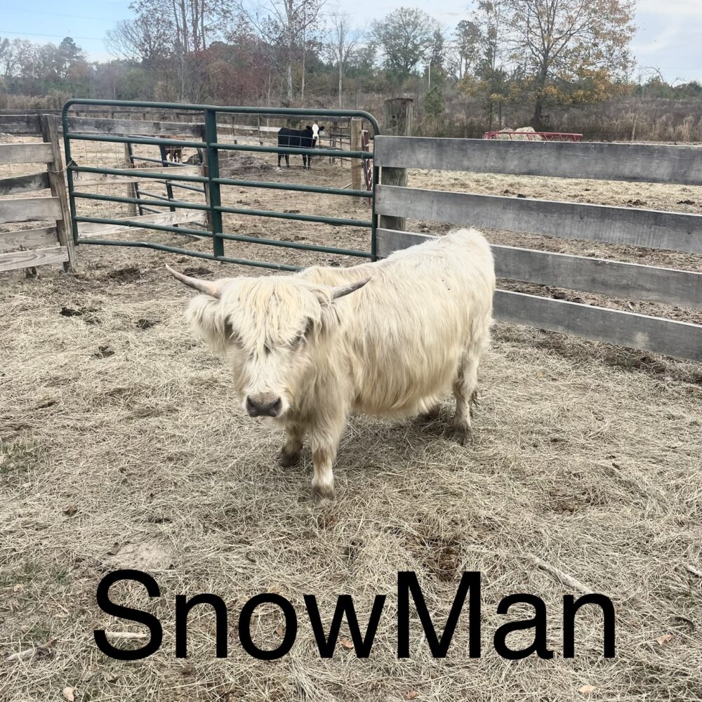 IMCBR Marketplace – Buy and Sell Mini Cattle