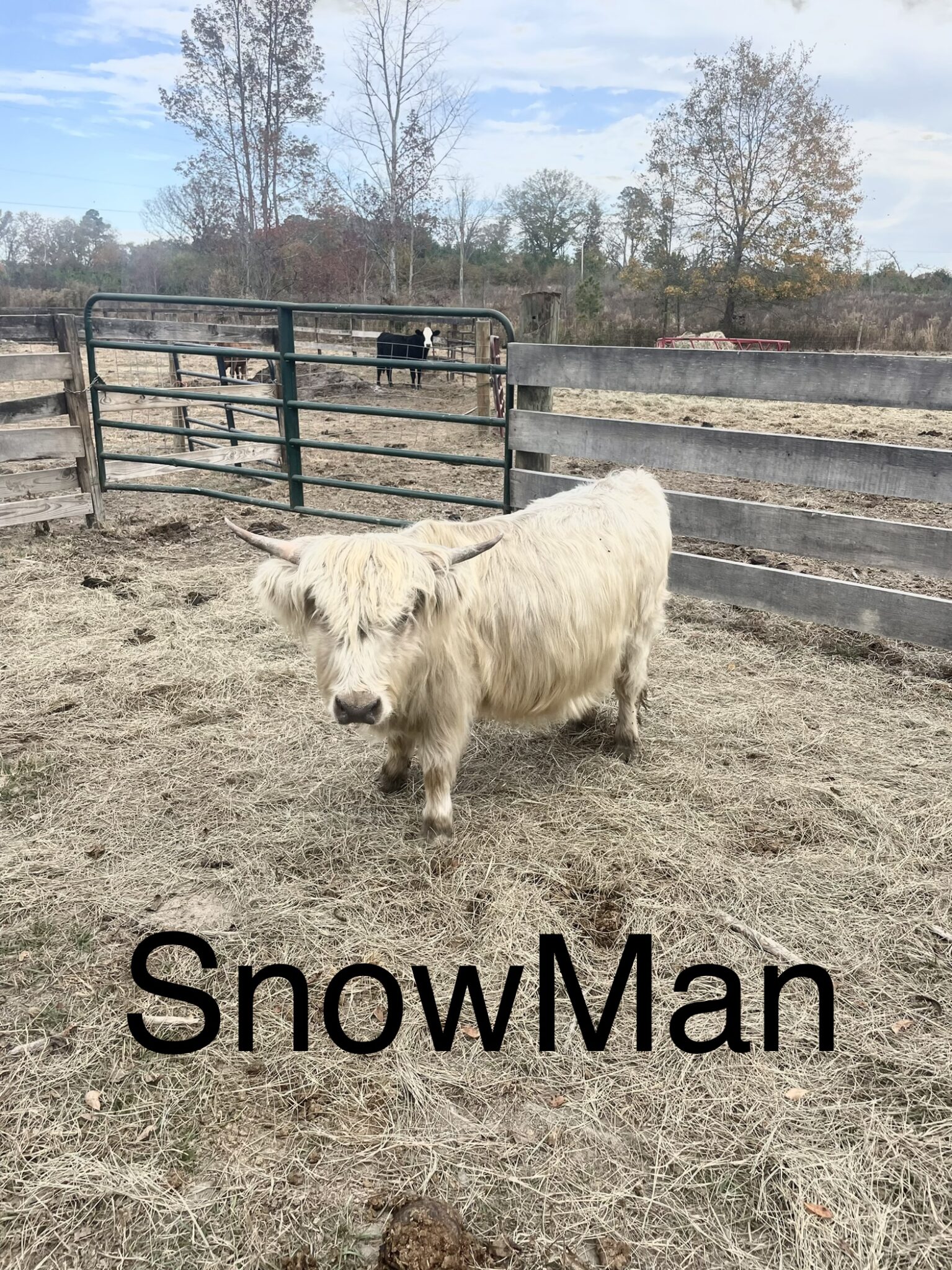 Semen Straws SnowMan (heifer plus) – IMCBR Marketplace