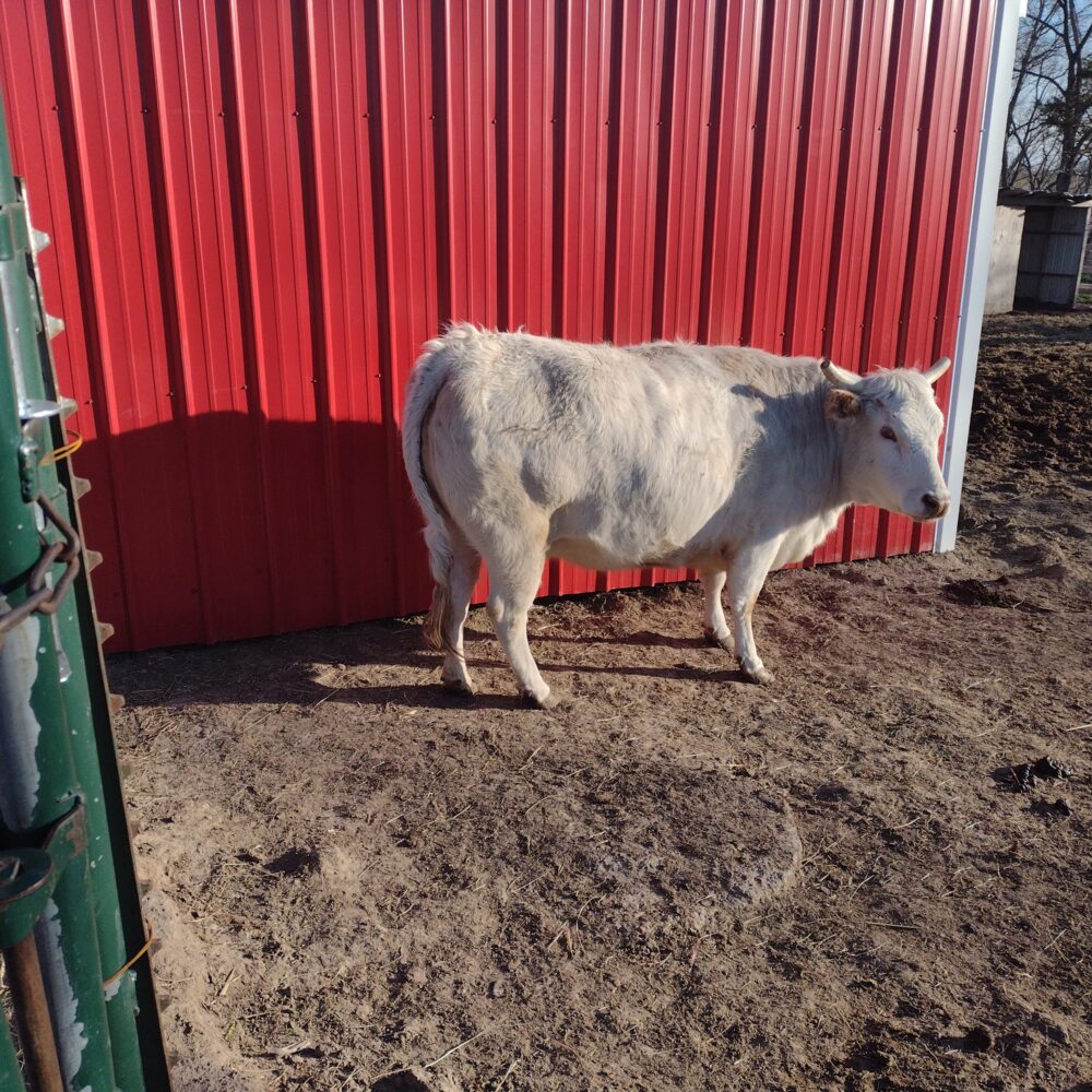 Shop – IMCBR Marketplace