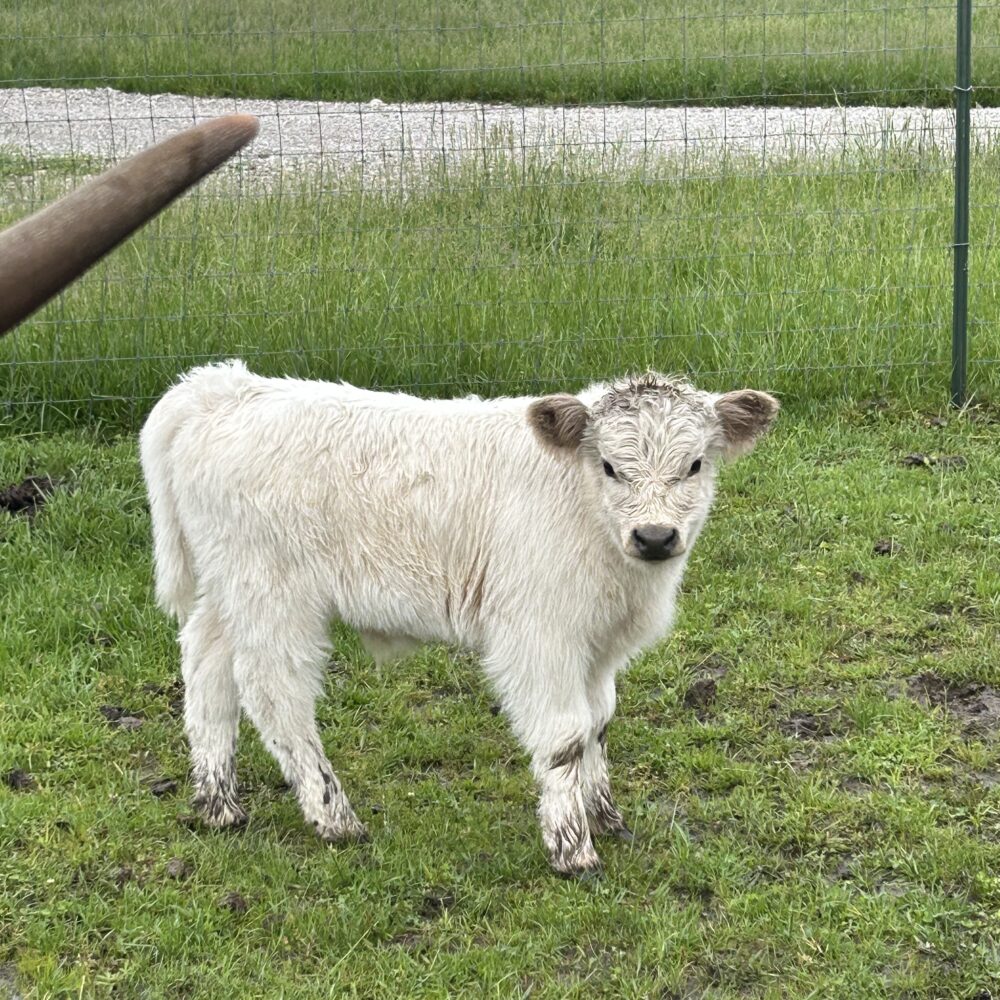 Mini Cattle Listings – IMCBR Marketplace