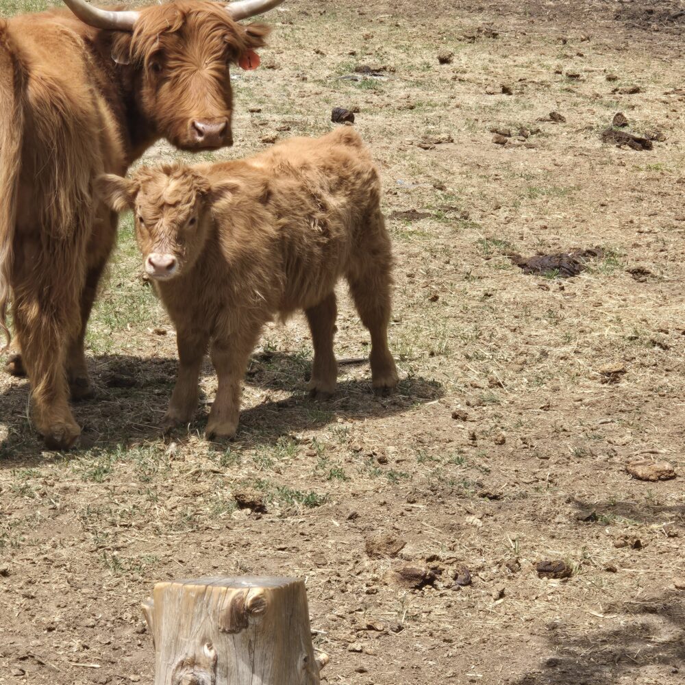 Shop – IMCBR Marketplace