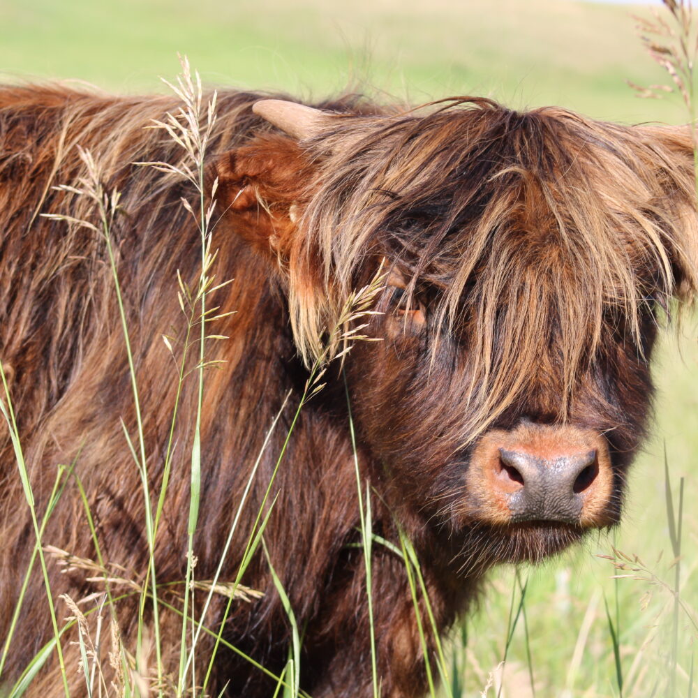 Mini Cattle Listings – IMCBR Marketplace