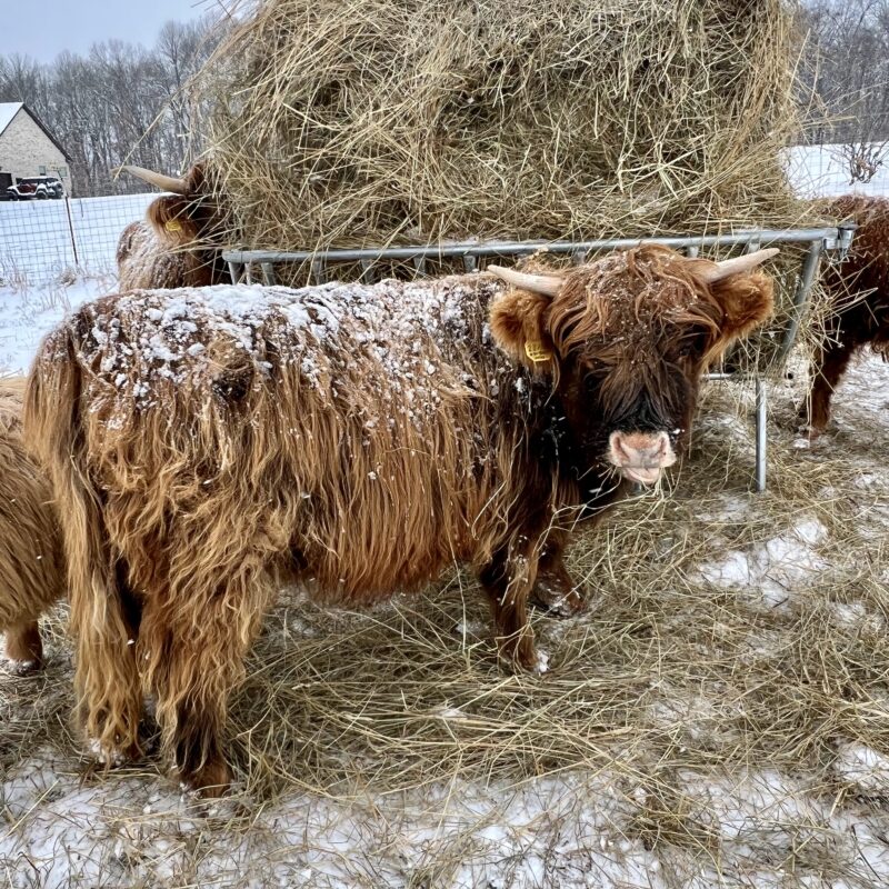 IMCBR Marketplace – Buy and Sell Mini Cattle