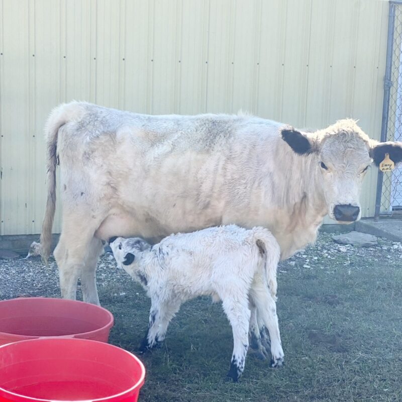 IMCBR Marketplace – Buy and Sell Mini Cattle