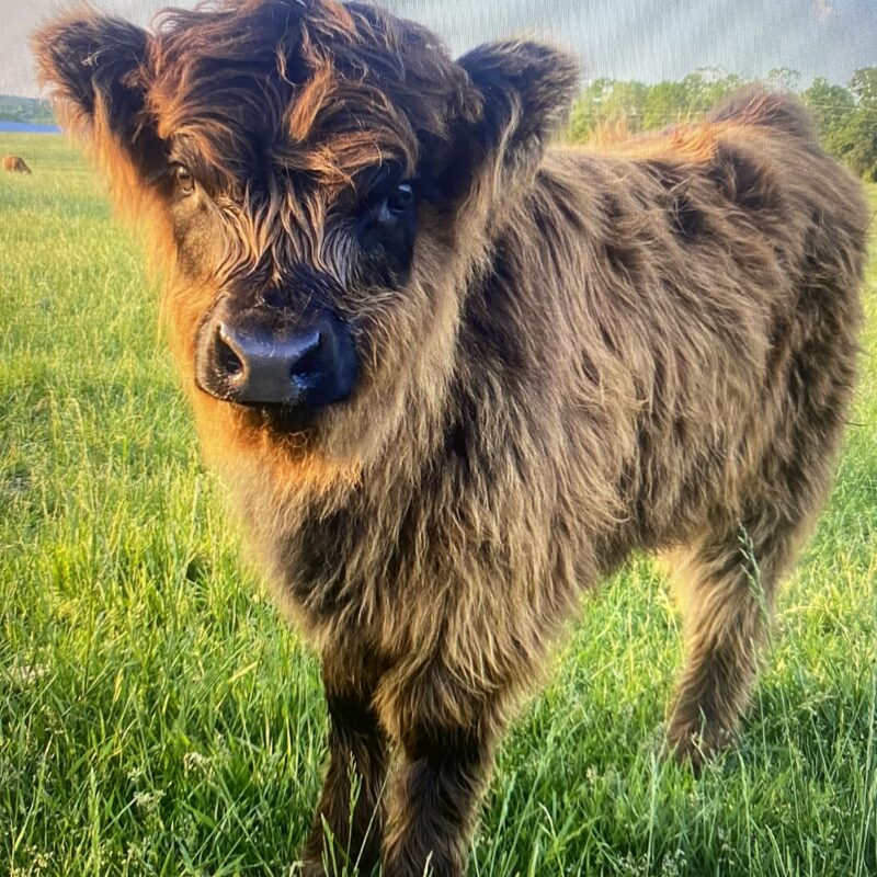 IMCBR Marketplace – Buy and Sell Mini Cattle