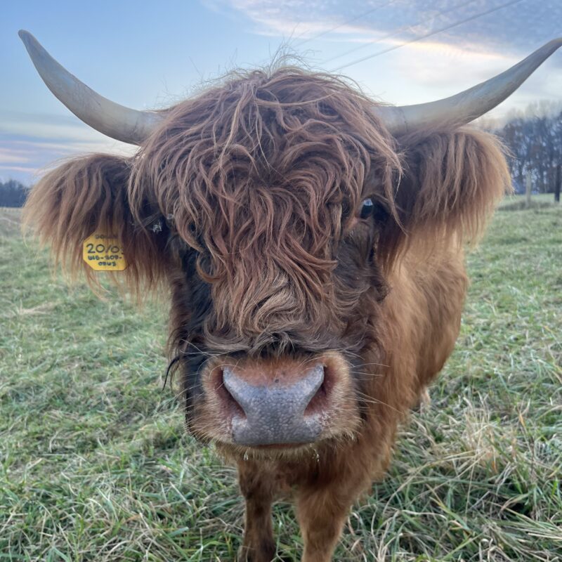 IMCBR Marketplace – Buy and Sell Mini Cattle