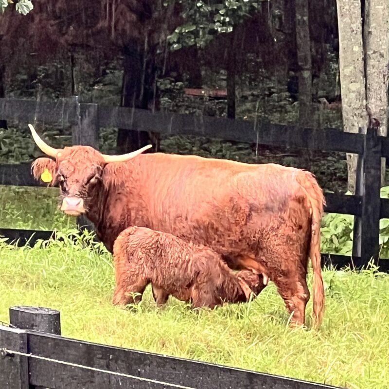 IMCBR Marketplace – Buy and Sell Mini Cattle