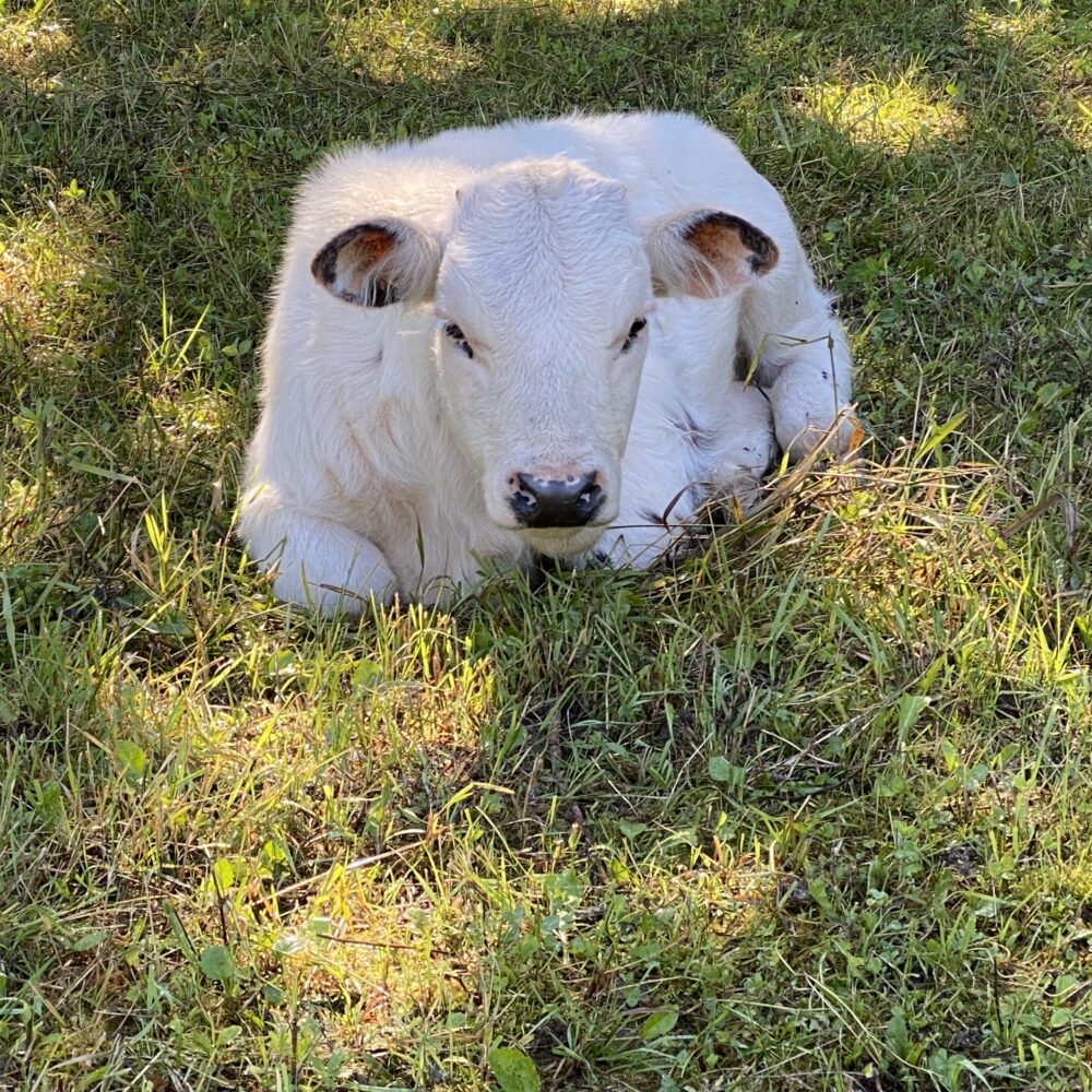 Mini Cattle Listings – IMCBR Marketplace