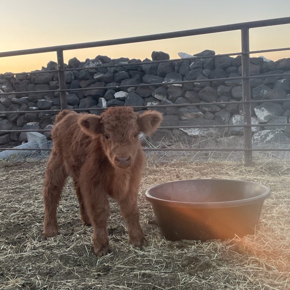 IMCBR Marketplace – Buy and Sell Mini Cattle