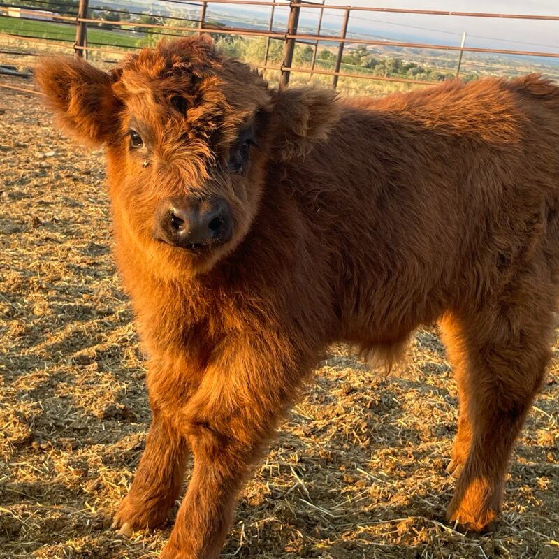 IMCBR Marketplace – Buy and Sell Mini Cattle