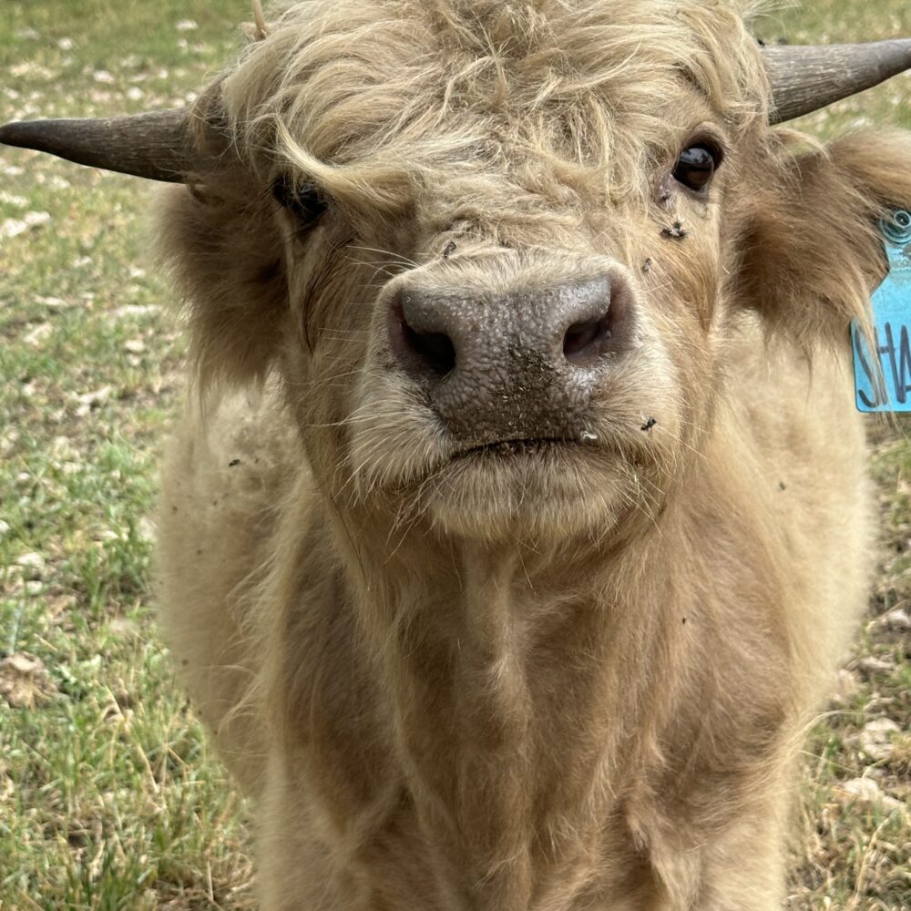 IMCBR Marketplace – Buy and Sell Mini Cattle