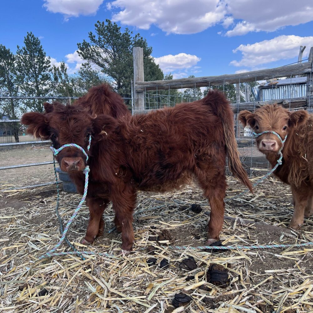 Mini Cattle Listings – Page 2 – IMCBR Marketplace