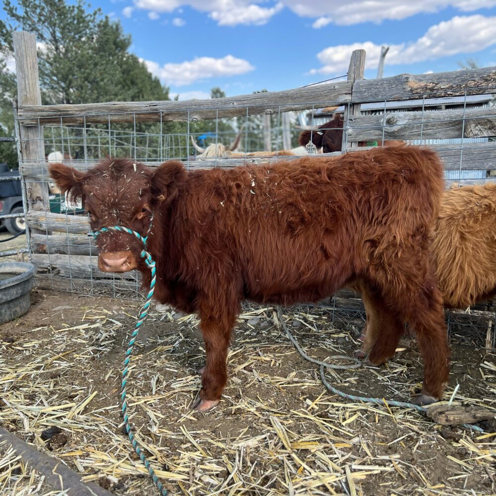 IMCBR Marketplace – Buy and Sell Mini Cattle