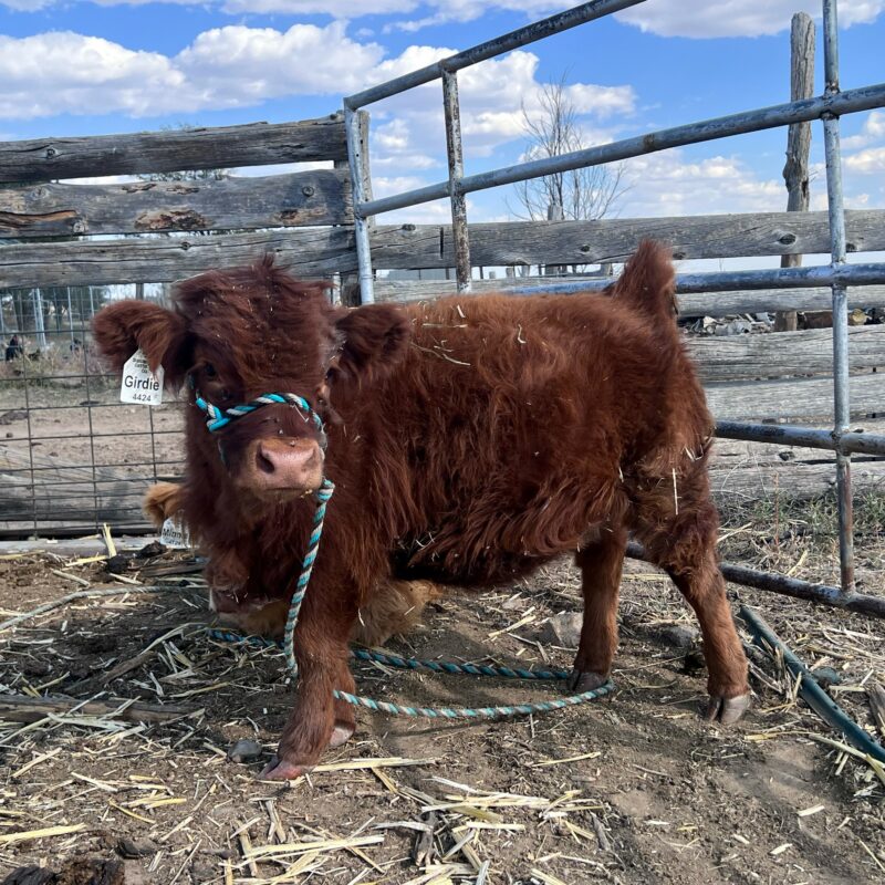 IMCBR Marketplace – Buy and Sell Mini Cattle