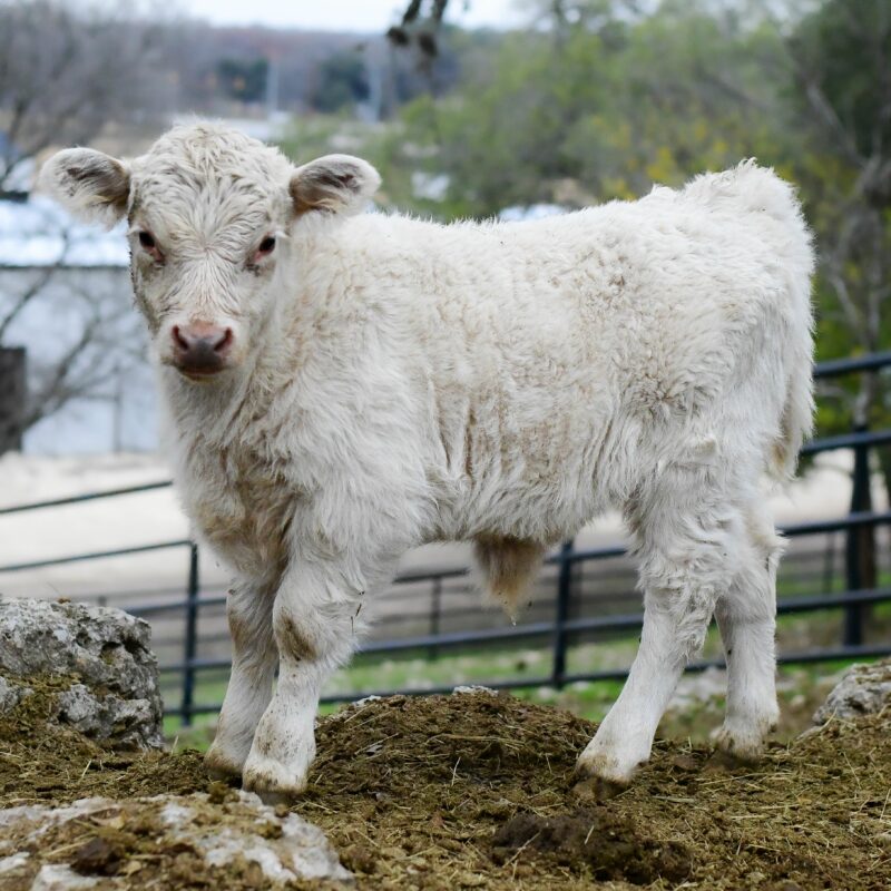 IMCBR Marketplace – Buy and Sell Mini Cattle