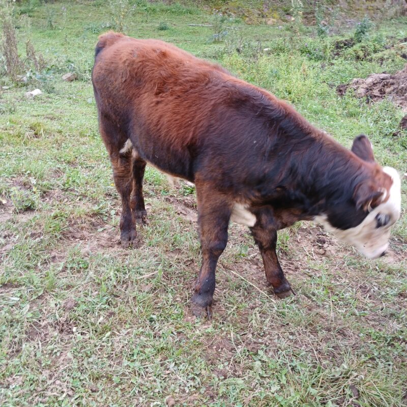 IMCBR Marketplace – Buy and Sell Mini Cattle