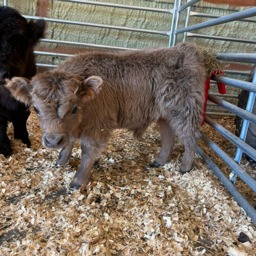 Mini Cattle Listings – IMCBR Marketplace