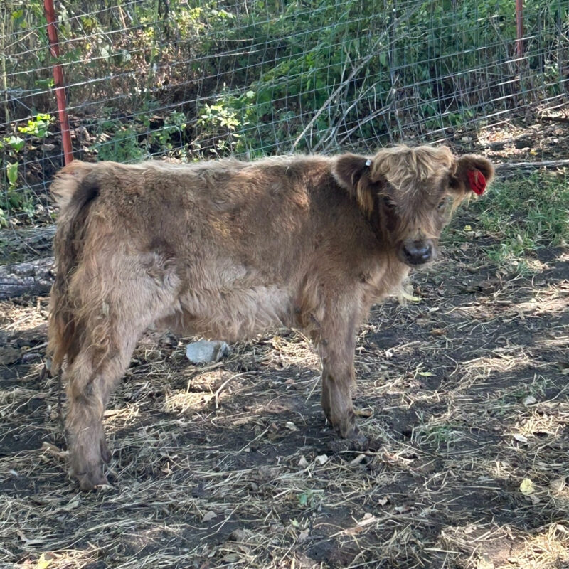 Mini Cattle Listings – IMCBR Marketplace