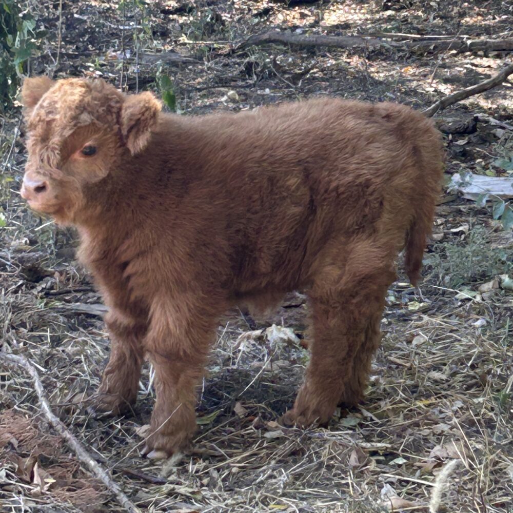 Mini Cattle Listings – IMCBR Marketplace