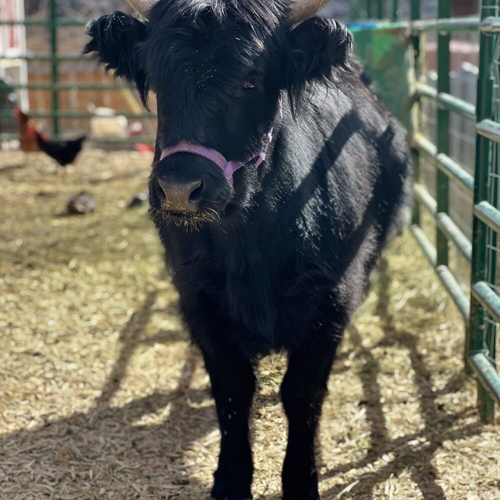 IMCBR Marketplace – Buy and Sell Mini Cattle