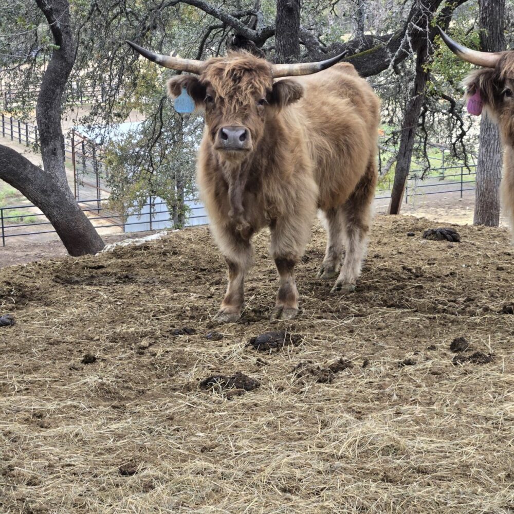 Mini Cattle Listings – Page 2 – IMCBR Marketplace