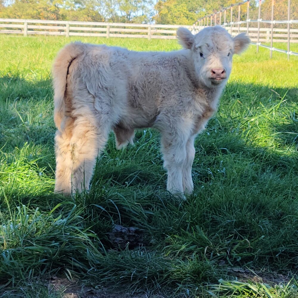 IMCBR Marketplace – Buy and Sell Mini Cattle