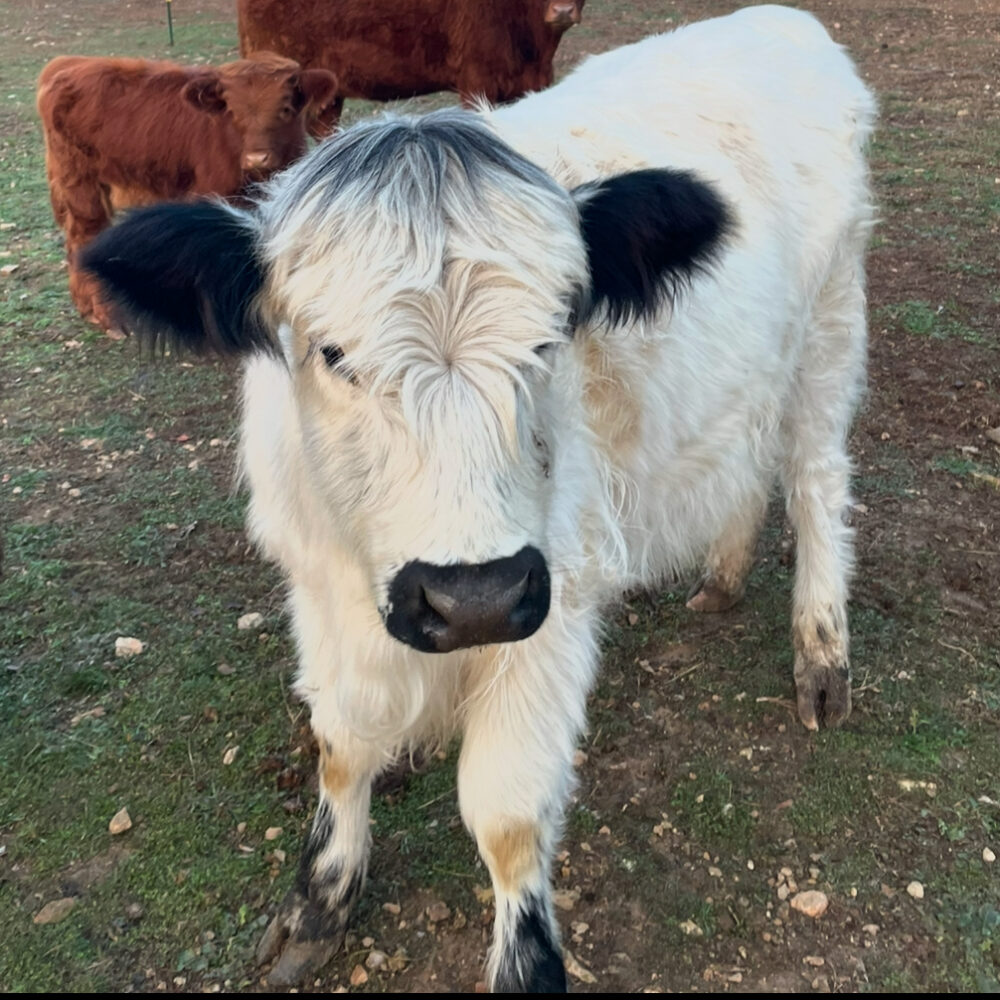 IMCBR Marketplace – Buy and Sell Mini Cattle