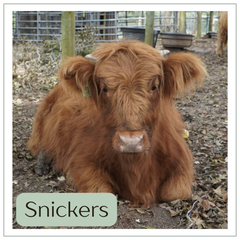 IMCBR Marketplace – Buy and Sell Mini Cattle