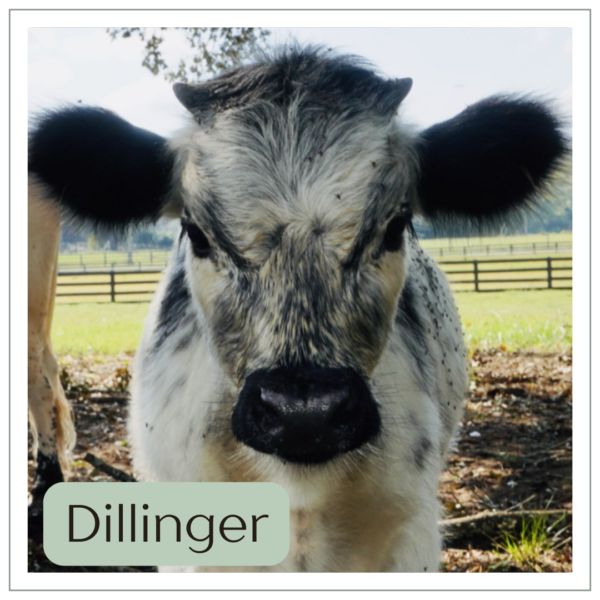 IMCBR Marketplace – Buy and Sell Mini Cattle