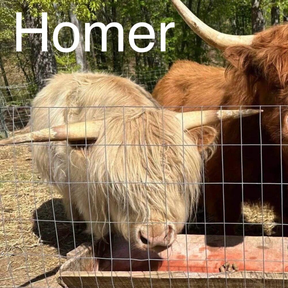 IMCBR Marketplace – Buy and Sell Mini Cattle