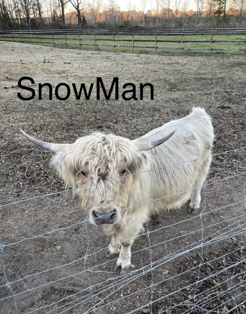 Semen Straws SnowMan (heifer plus) – IMCBR Marketplace