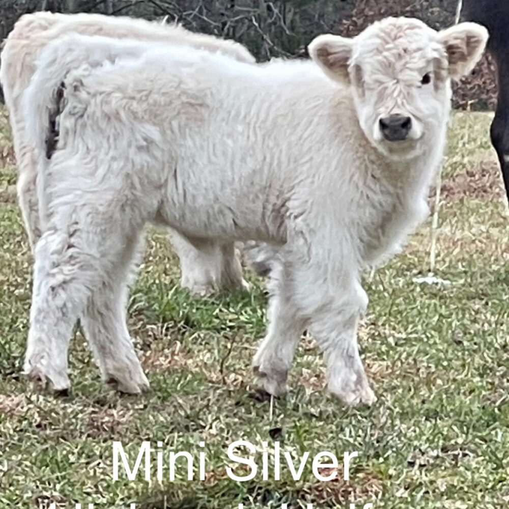 IMCBR Marketplace – Buy and Sell Mini Cattle