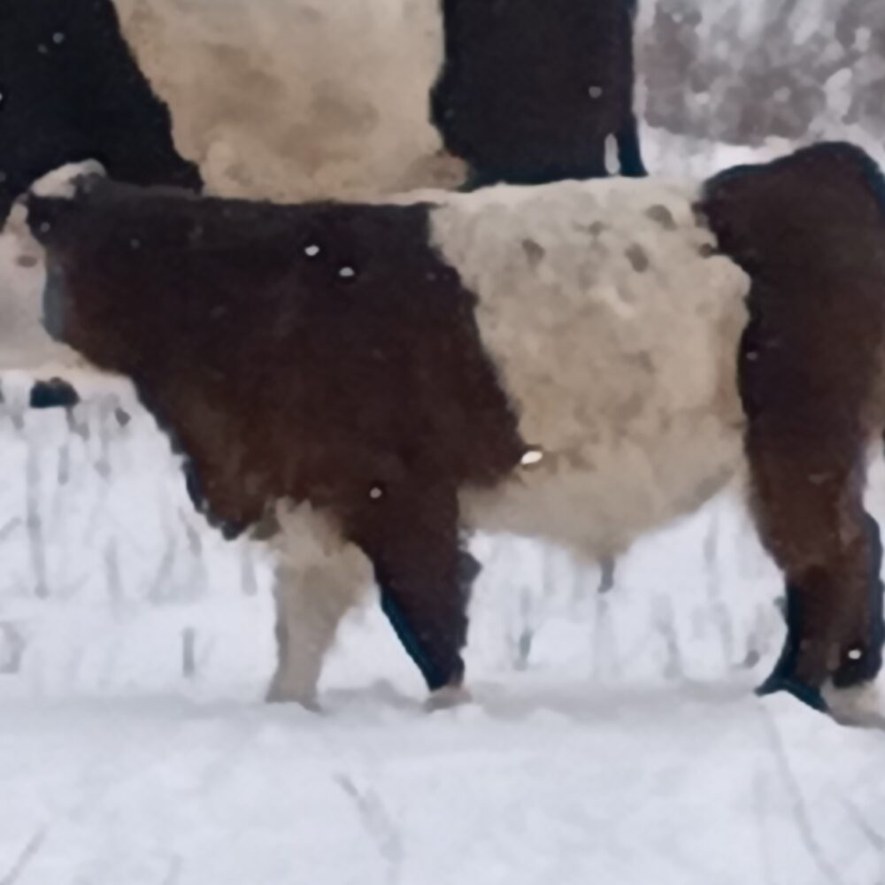 IMCBR Marketplace – Buy and Sell Mini Cattle