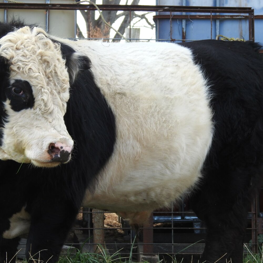 IMCBR Marketplace – Buy and Sell Mini Cattle