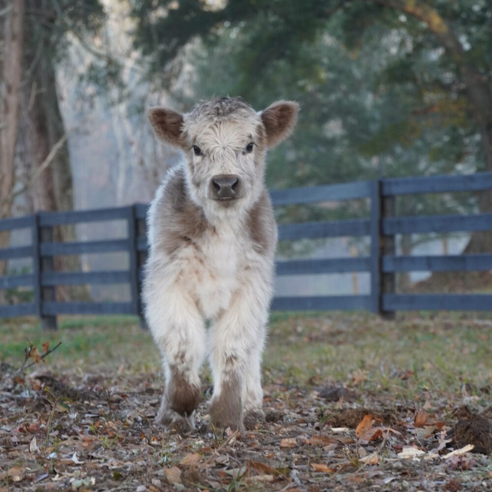 IMCBR Marketplace – Buy and Sell Mini Cattle