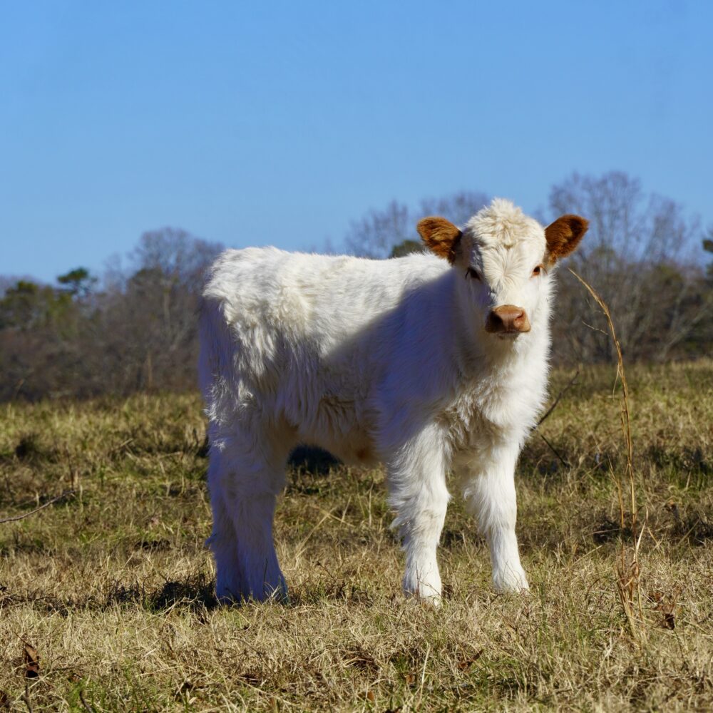 IMCBR Marketplace – Buy and Sell Mini Cattle