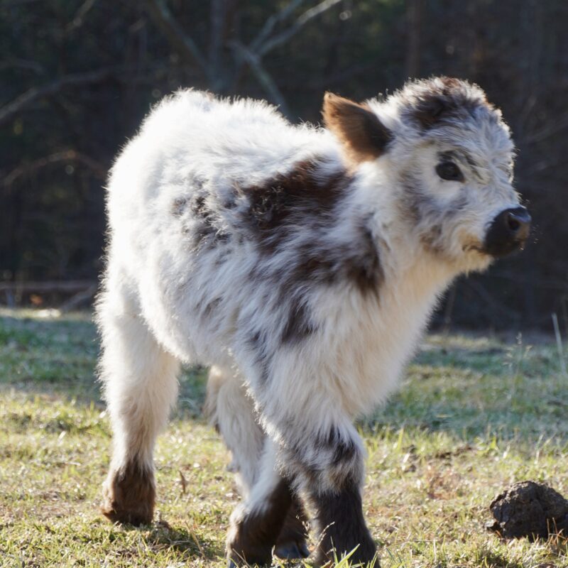 IMCBR Marketplace – Buy and Sell Mini Cattle