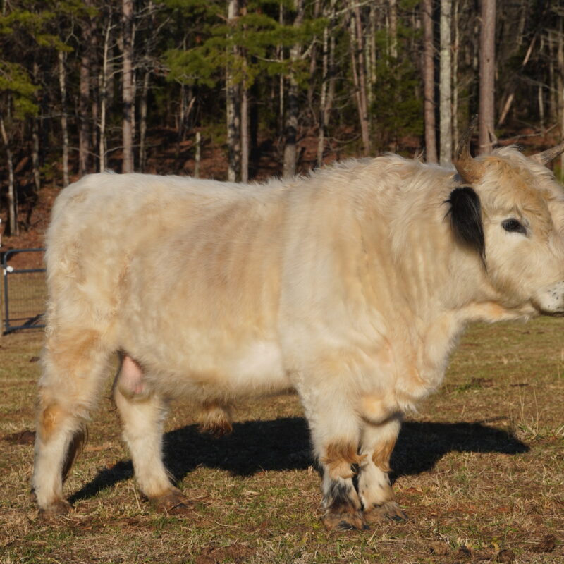 IMCBR Marketplace – Buy and Sell Mini Cattle