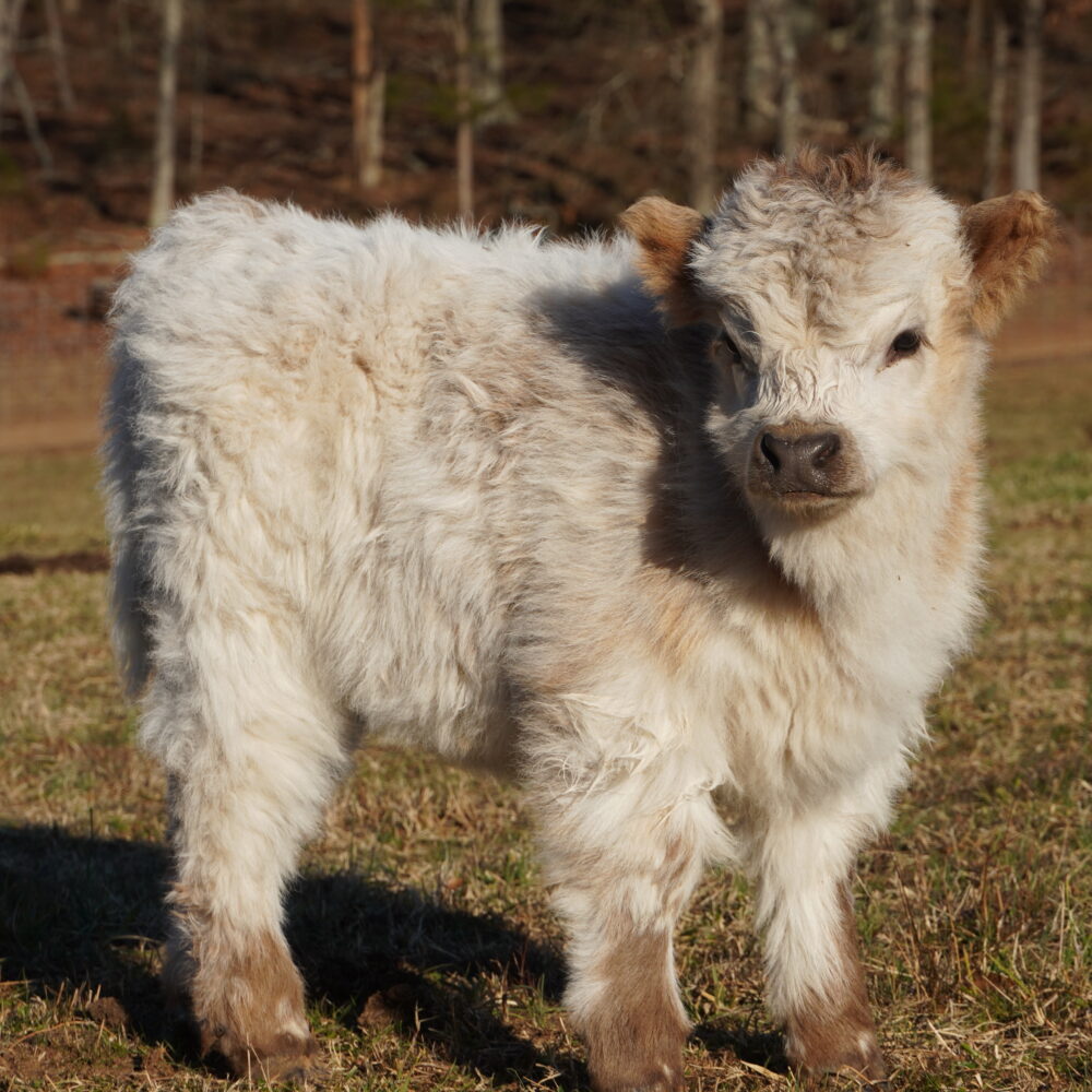 IMCBR Marketplace – Buy and Sell Mini Cattle