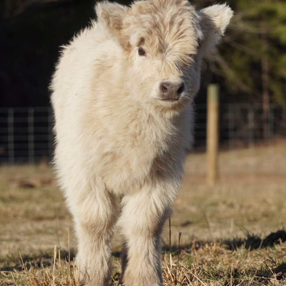 IMCBR Marketplace – Buy and Sell Mini Cattle