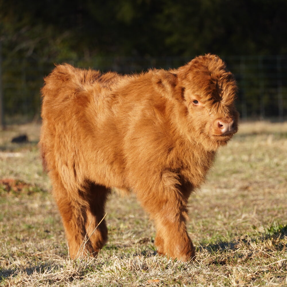 IMCBR Marketplace – Buy and Sell Mini Cattle