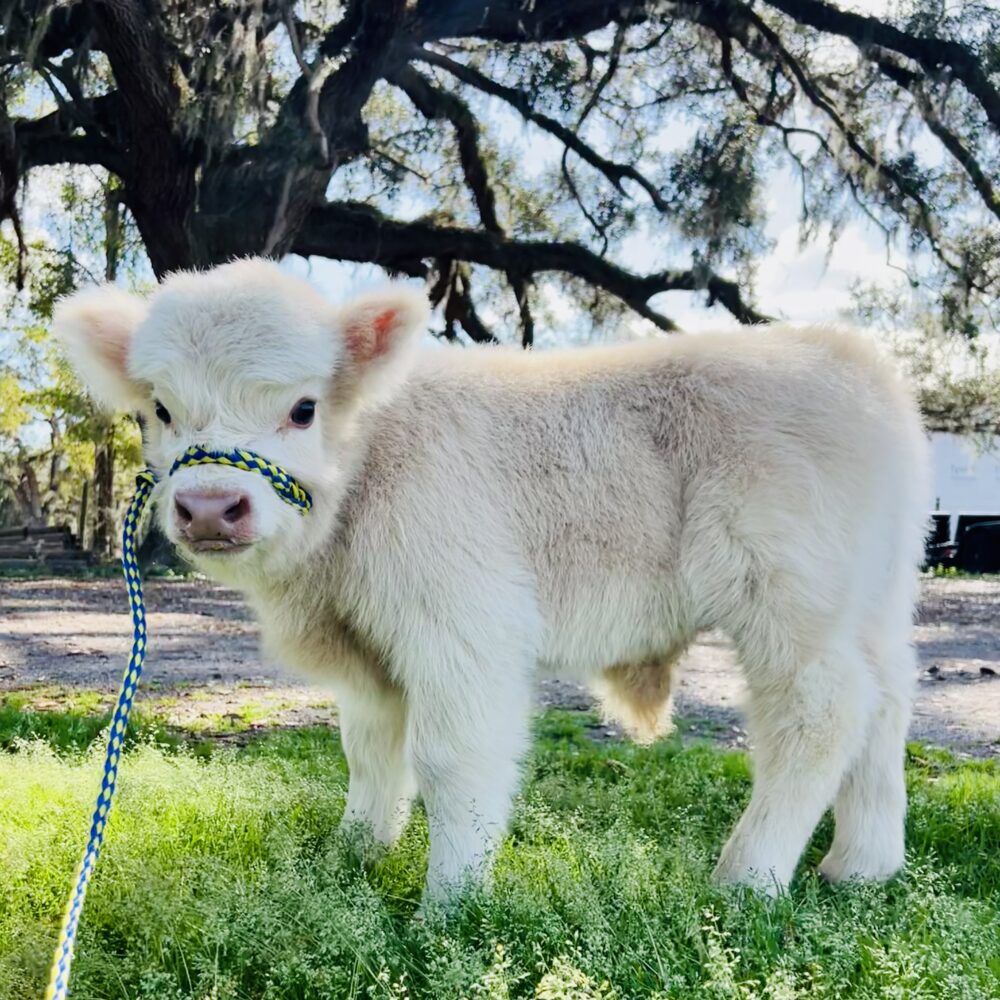 IMCBR Marketplace – Buy and Sell Mini Cattle