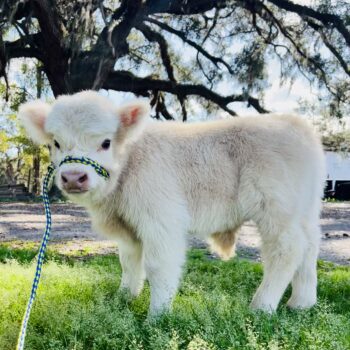 IMCBR Marketplace – Buy and Sell Mini Cattle