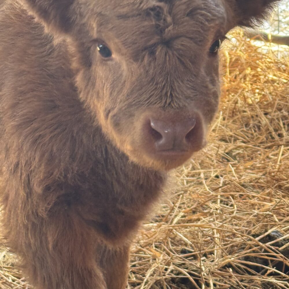 IMCBR Marketplace – Buy and Sell Mini Cattle