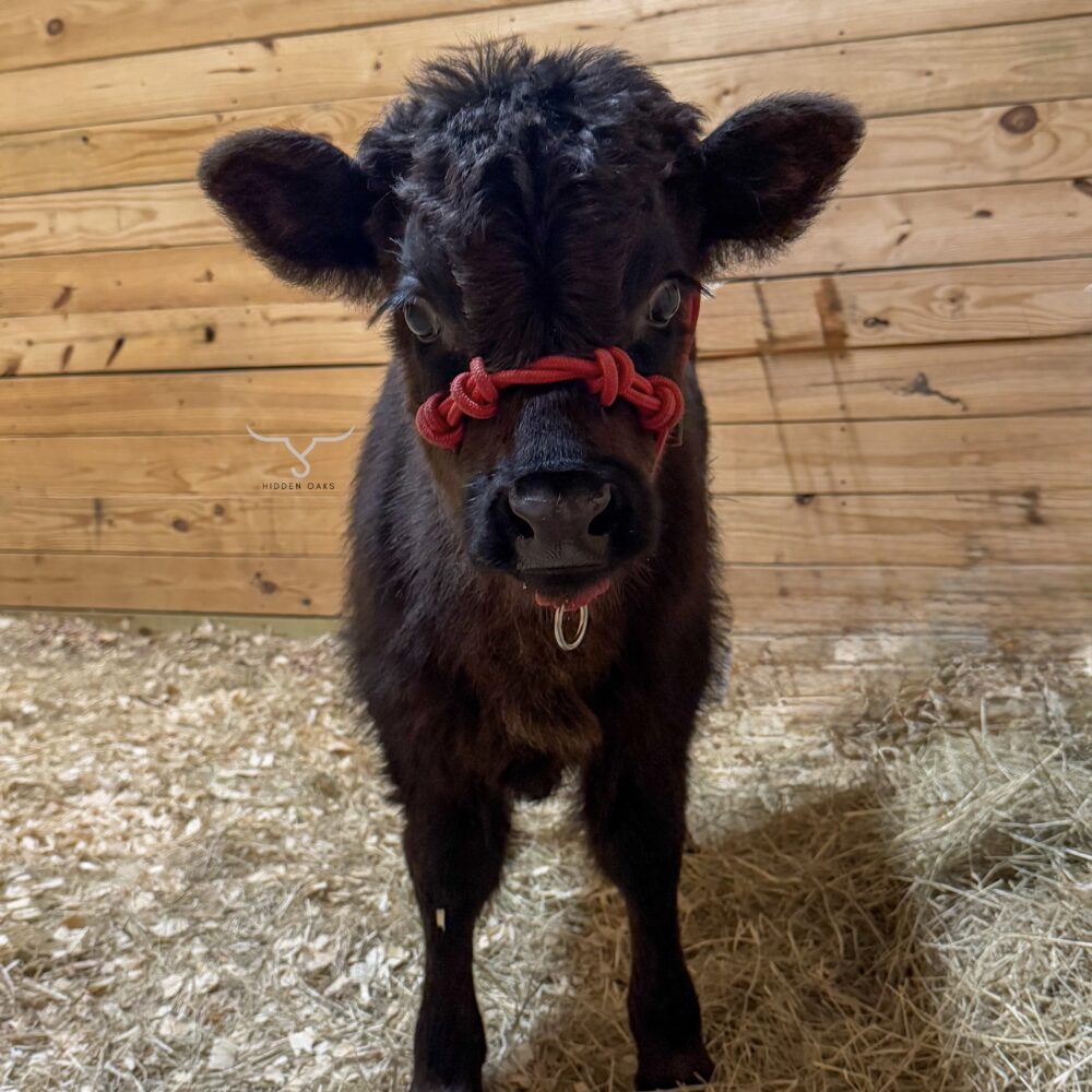 IMCBR Marketplace – Buy and Sell Mini Cattle